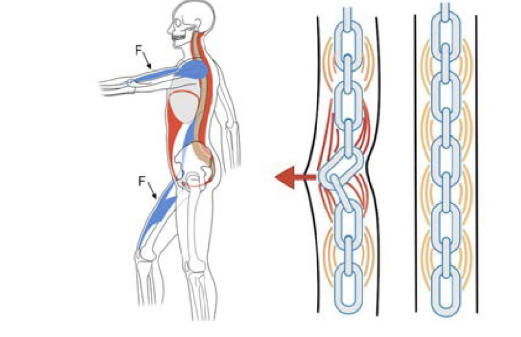 What is Dynamic Neuromuscular Stabilization (DNS)? | Cloverdale ...